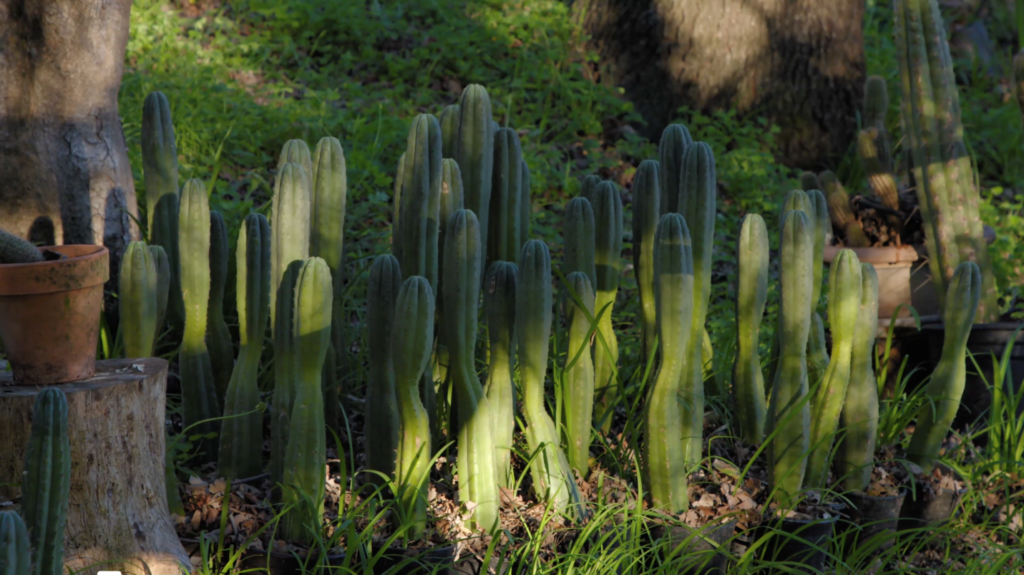 The Farm - The Shulgin Foundation